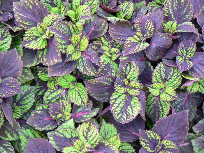 Coleus scutellarioides 'Fishnet Stockings' Coleus from Plantworks Nursery