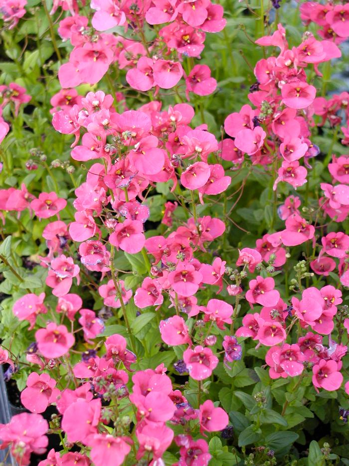 Diascia integerrima 'Coral Rose' Twinspur from Plantworks Nursery