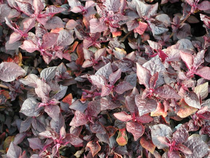 Iresine herbstii 'Purple Lady' Iresine 'Purple Lady' from Plantworks ...