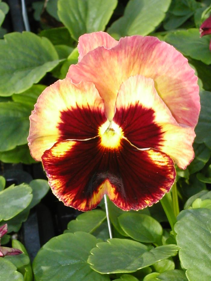 Viola x wittrockiana Pansy Delta™ Premium Tapestry from Plantworks Nursery