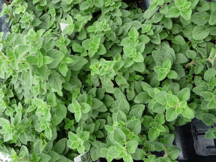 Oregano 'Hot n Spicy' Oregano from Plantworks Nursery