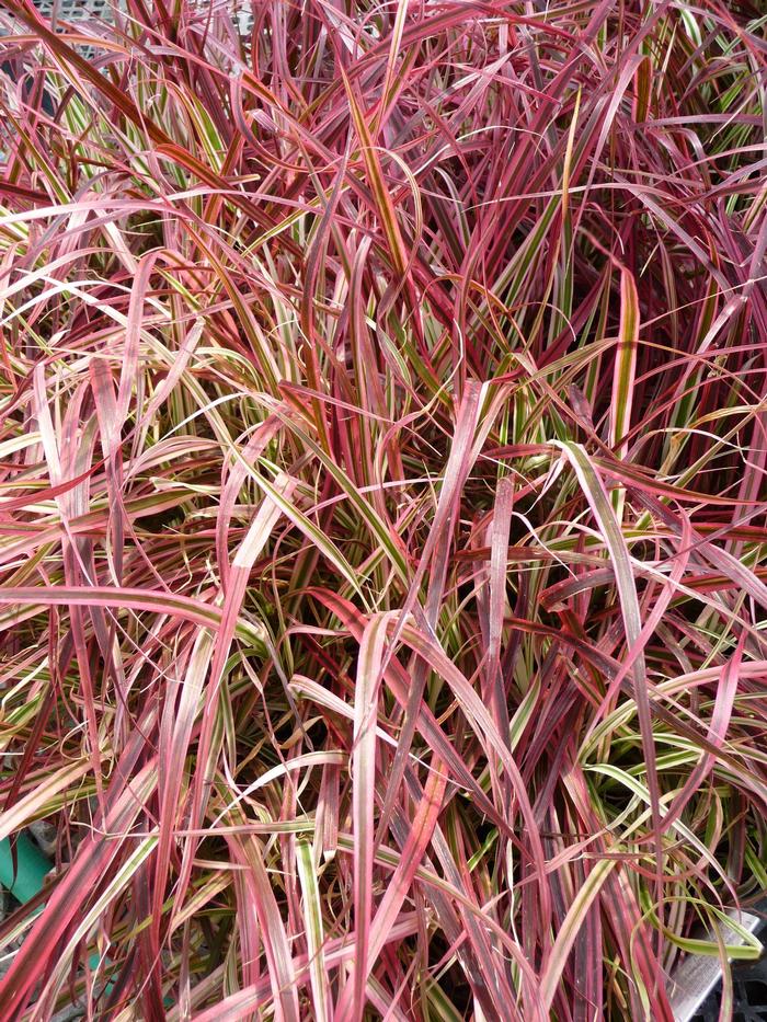 Pennisetum 'Fireworks' Fountain Grass from Plantworks Nursery