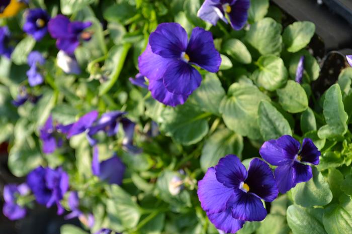 Pansy 'Panola Deep Blue Blotch' Panola - Pansy from Plantworks Nursery