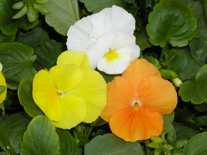 Pansy 'Panola Citrus Mix' Panola - Pansy from Plantworks Nursery