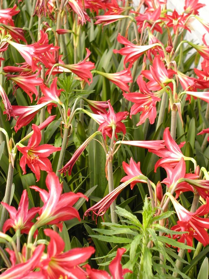 Hippeastrum x johnsonii Hippeastrum x johnsonii- Amaryllis from ...