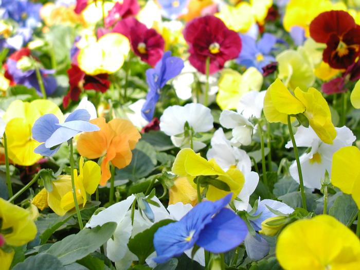 Pansy 'Panola Clear Mix' Panola - Pansy from Plantworks Nursery