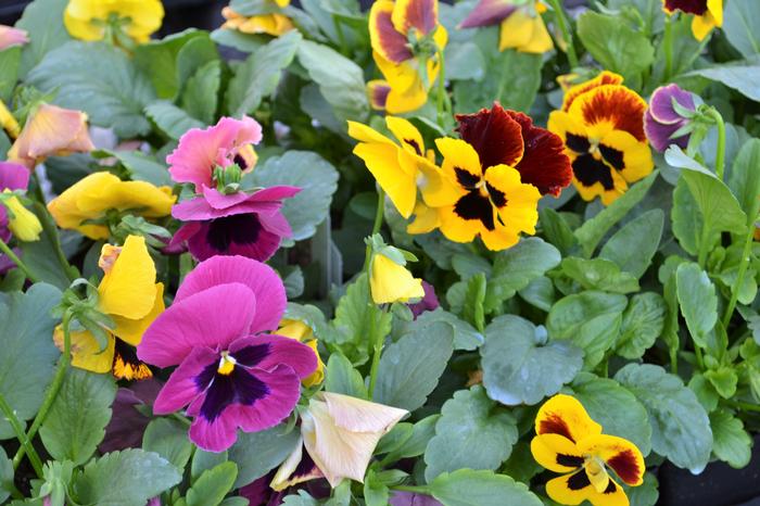 Pansy 'Matrix Sunfire Mix' Pansy from Plantworks Nursery