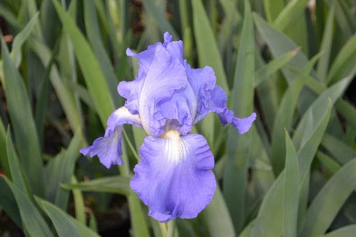 Iris germanica 'Victoria Falls' Iris 'Victoria Falls' from Plantworks ...