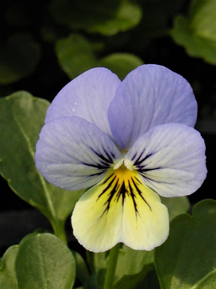 Viola 'Sorbet Blueberry Cream' Viola from Plantworks Nursery