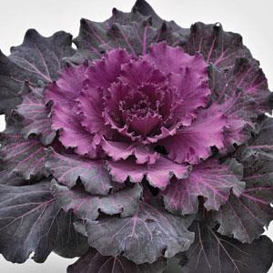 Ornamental Cabbage 'Osaka Red' Ornamental Cabbage from Plantworks Nursery