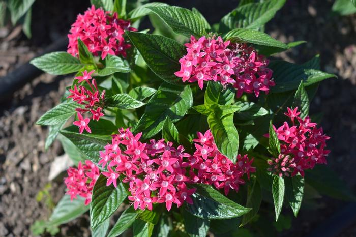 Penta 'Graffiti Rose' Starflower from Plantworks Nursery