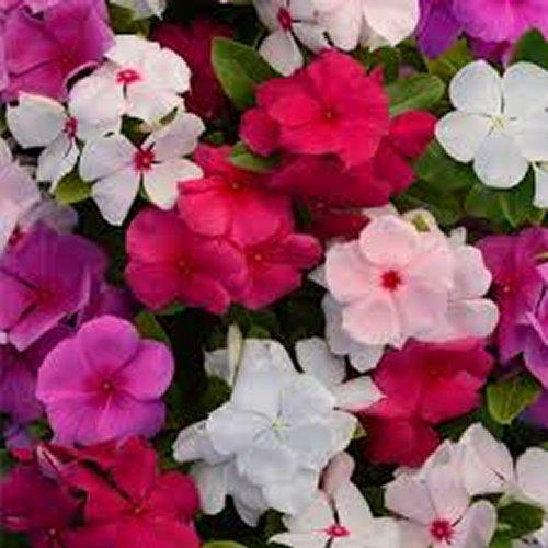 Vinca 'Cora Mix' Periwinkle - Madagascar from Plantworks Nursery