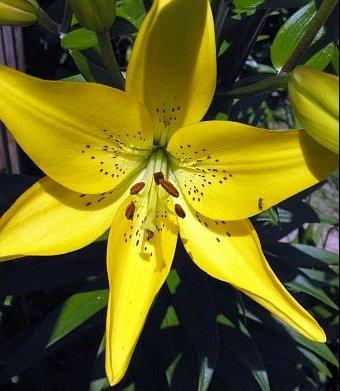 Lilium x 'Golden Matrix' Lily- Dwarf Asiatic 'Golden Matrix' from ...