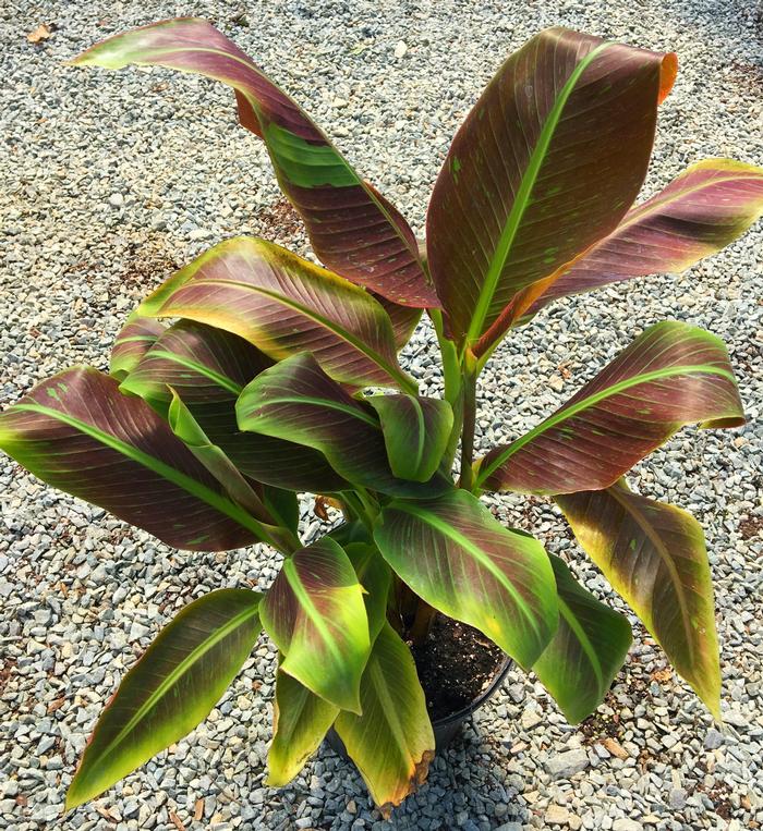 Musa 'Siam Ruby' Banana 'Siam Ruby' from Plantworks Nursery