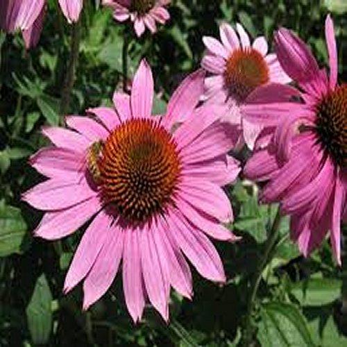 Echinacea 'Prairie Splendor' Cone Flower from Plantworks Nursery