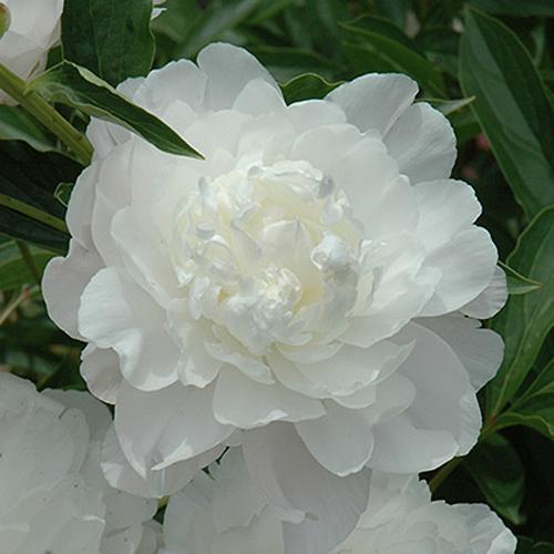 Paeonia lactiflora 'Moonstone' Peony 'Moonstone' from Plantworks Nursery