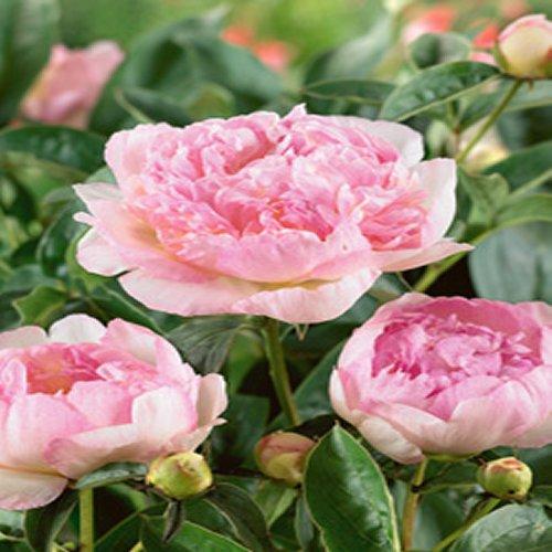 Paeonia lactiflora 'Raspberry Sundae' Peony 'Raspberry Sundae' from ...