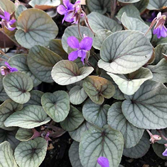 Viola 'Silver Gem' Violet from Plantworks Nursery