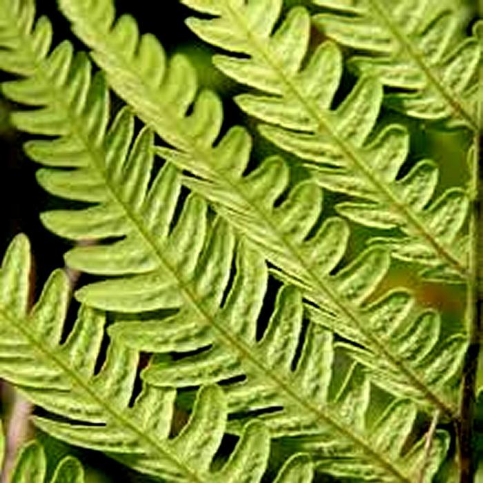 Fern : Woodwardia virginica 'Virginia Chain' Fern from Plantworks Nursery
