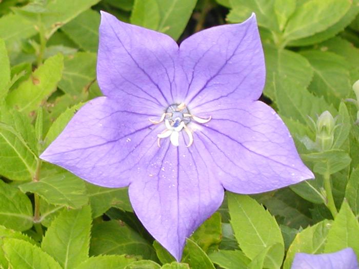 Platycodon grand. 'Sentimental Blue' Balloon Flower from Plantworks Nursery