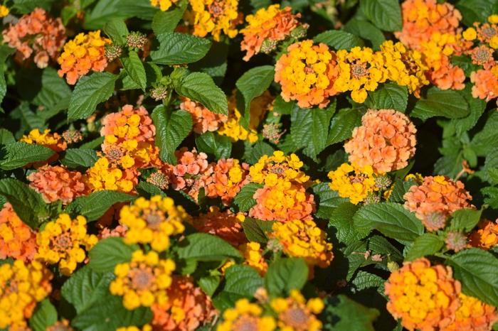 Lantana 'Orange' Lantana from Plantworks Nursery