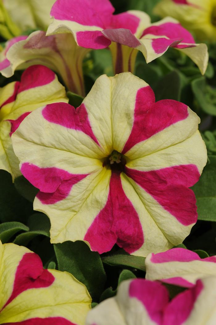 Petunia 'Sophistica Lime Bi-color' Petunia from Plantworks Nursery