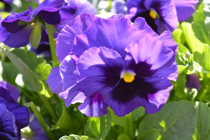 Pansy 'Colossus Deep Blue Blotch' Pansy from Plantworks Nursery