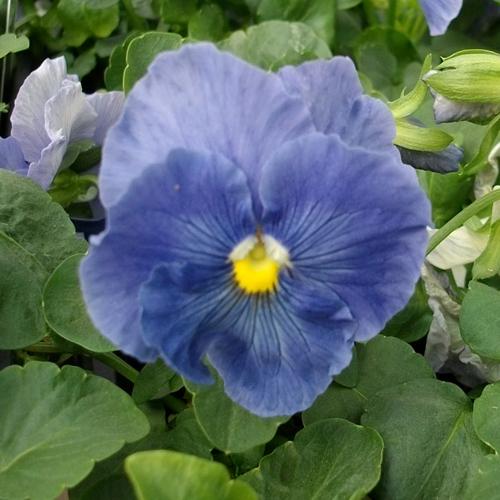Pansy 'Crown Blue' Pansy from Plantworks Nursery