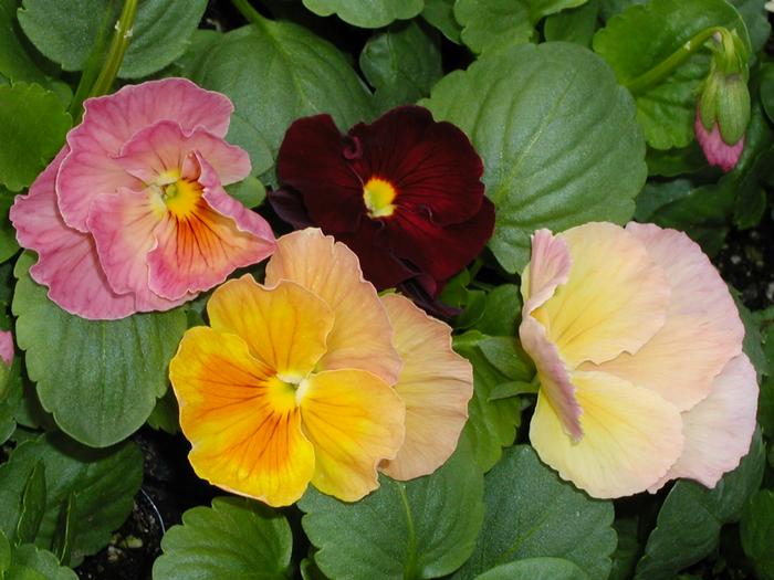 Pansy 'Imperial Antique Shades' Pansy from Plantworks Nursery