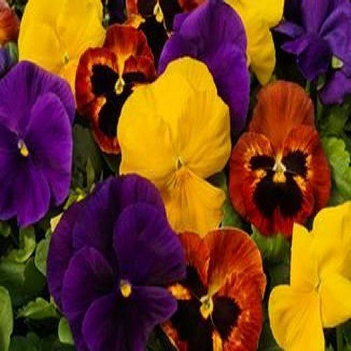 Pansy 'Autumn Mix' Pansy from Plantworks Nursery