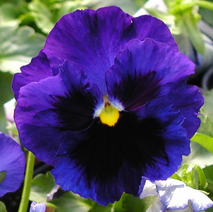 Pansy 'Matrix Blue Frost' Pansy from Plantworks Nursery