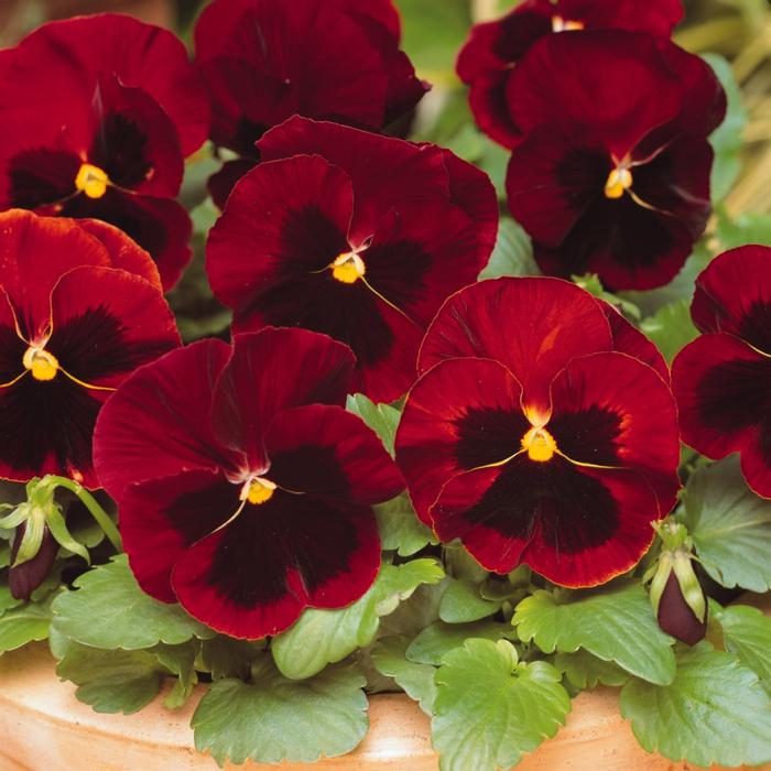 Pansy 'Matrix Blotch Red' Pansy from Plantworks Nursery
