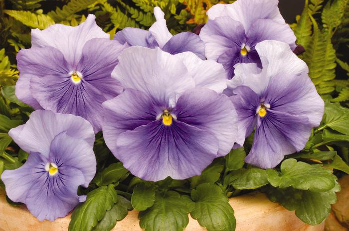 Pansy 'Matrix Light Blue' Pansy from Plantworks Nursery