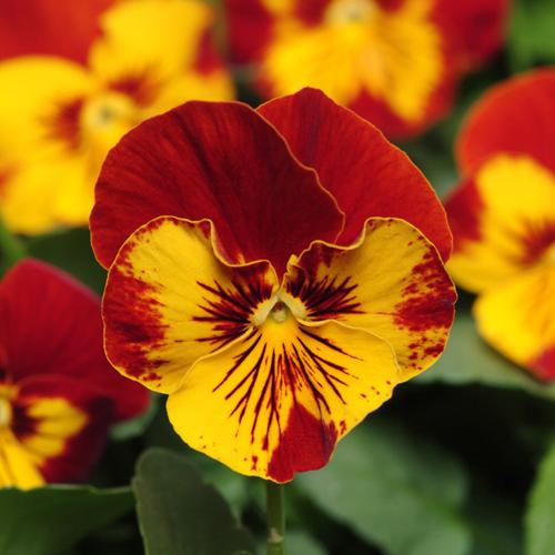 Viola x wittrockiana 'PAS490181' Pansy Panola® XP Sunburst from ...