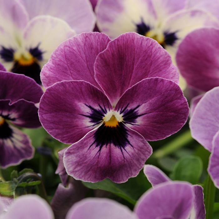 Viola 'Sorbet Raspberry' Viola from Plantworks Nursery