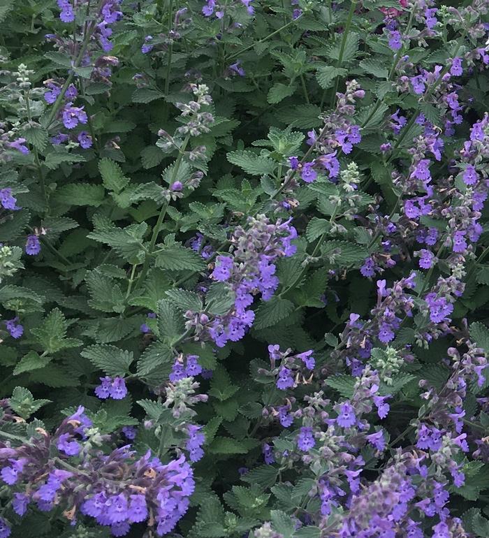 Nepeta faassenii 'Junior Walker' Catmint from Plantworks Nursery