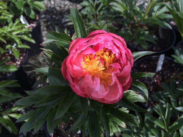 Peony 'Coral Sunset' Peony from Plantworks Nursery
