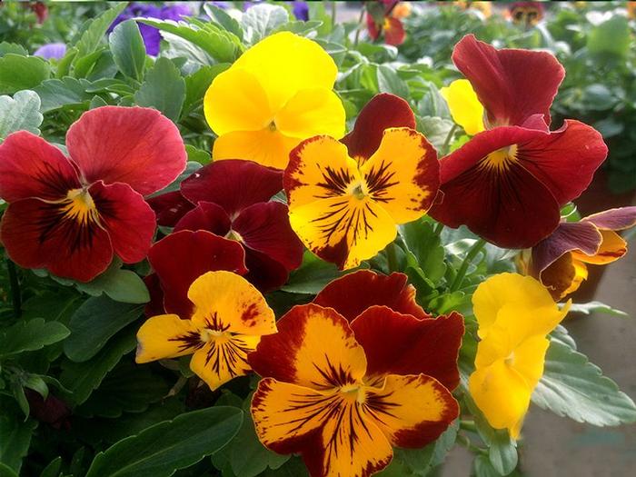 Pansy 'Autumn Blaze Mix' Pansy from Plantworks Nursery