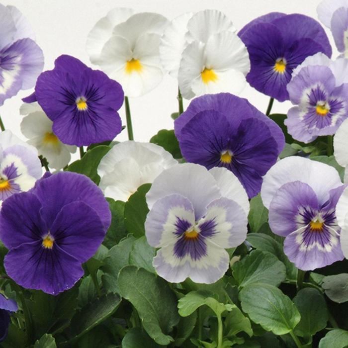 Pansy 'Panola Baby Boy Mix' Panola - Pansy from Plantworks Nursery