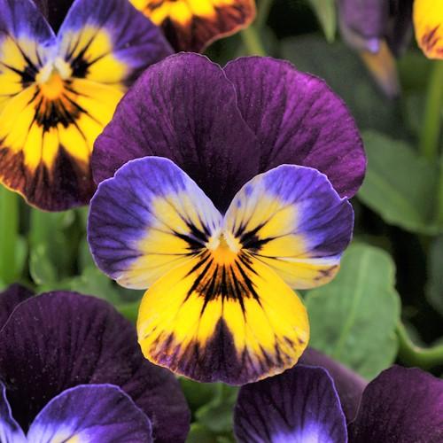 Viola 'Sorbet Midnight Glow' Viola from Plantworks Nursery
