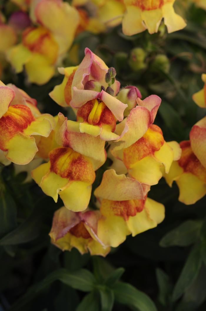 Antirrhinum majus 'PAS951110' Snapdragon Snapshot™ Sunset from ...