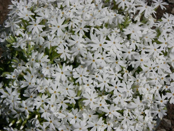 Iberis sempervirens 'Snowflake' Candytuft- Iberis 'Snowflake' from ...