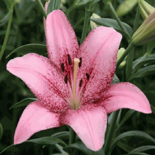 Lily asiatic 'Pink' Lily Asiatic Dwarf from Plantworks Nursery