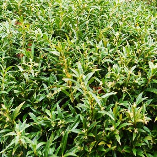 Sarcococca hookeriana var humilis 'Sarsid2' Sarcococca 'Humilis' from ...