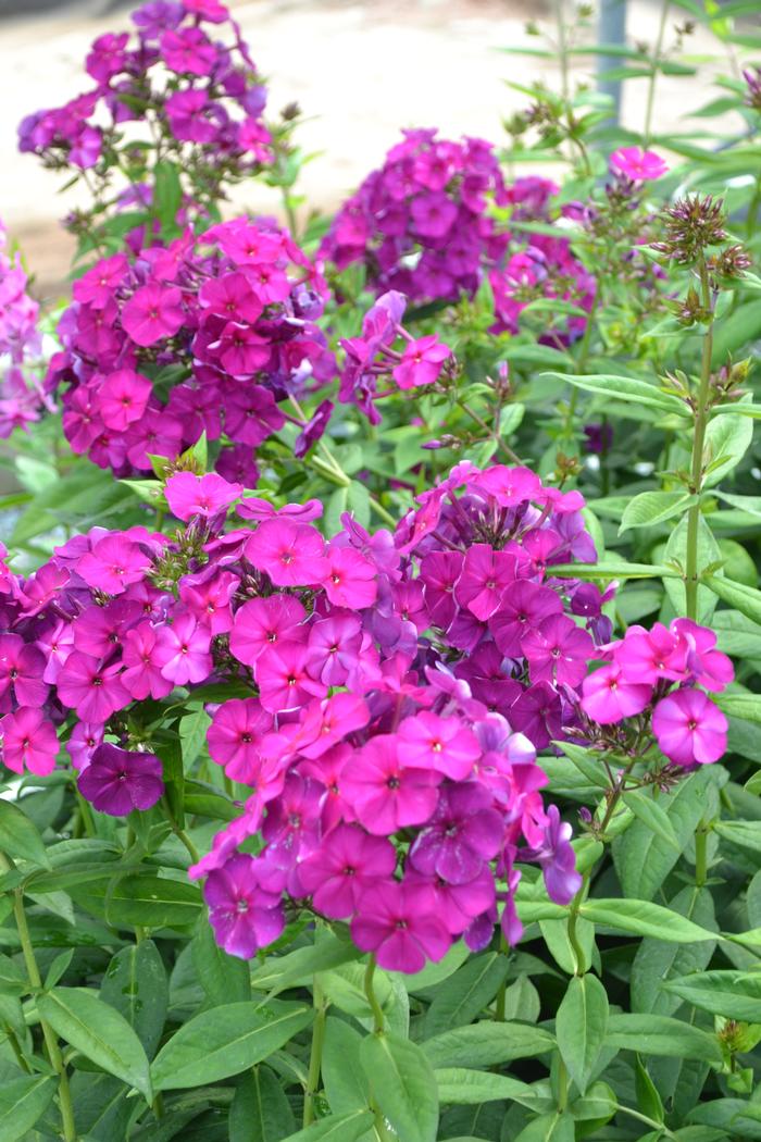 Phlox Paniculata 'Nicky' Garden Phlox from Plantworks Nursery