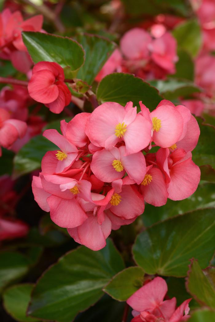 Begonia 'Megawatt Rose' Begonia from Plantworks Nursery