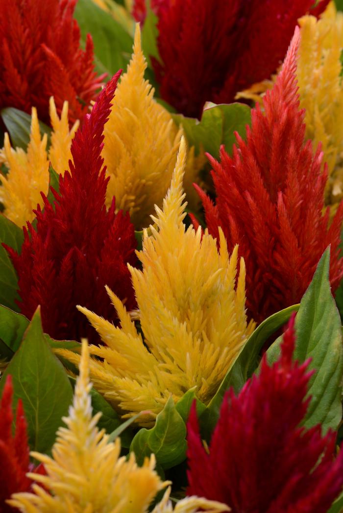 Celosia argentea 'Fresh Look Mix' Cockscomb from Plantworks Nursery