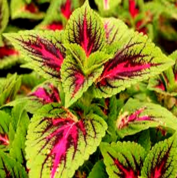 Solenostemon scutellarioides 'UF09-8-37' Coleus FlameThrower™ Habanero ...