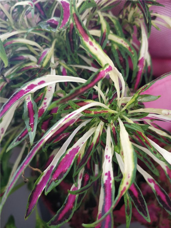 Coleus scutellarioides 'Sea Urchin Neon' Coleus from Plantworks Nursery