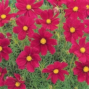 Cosmos sulphureus 'Cosmic Red' Cosmos 'Cosmic Red' from Plantworks Nursery